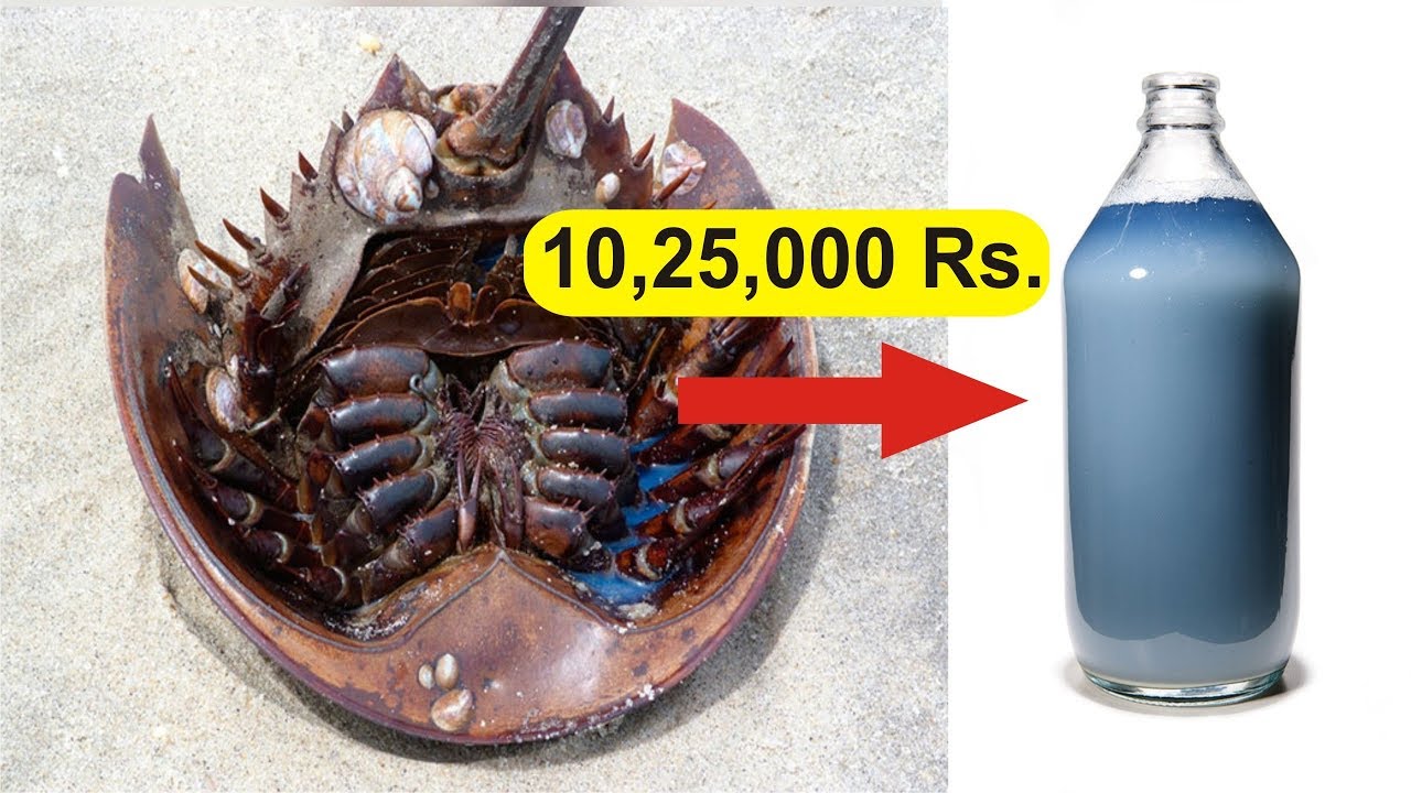 दुनिया के सबसे महंगे तरल प्रदार्थ | Most expensive liquids in the world ...