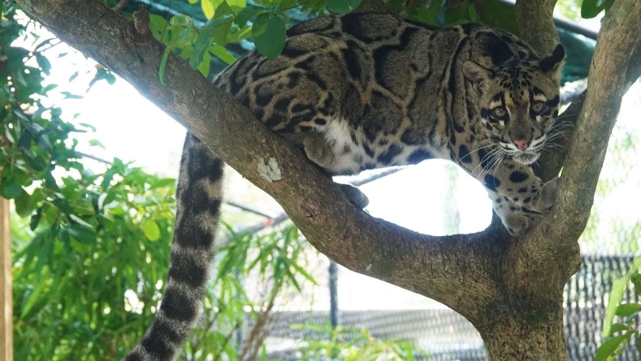 All About Animal Tails - YouTube