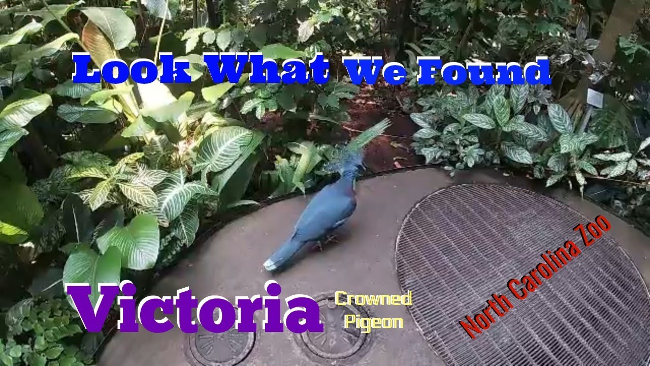 North Carolina Zoo: Forest Aviary - YouTube