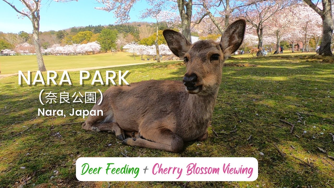 Visiting NARA PARK for CHERRY BLOSSOMS and DEERS| Spring in Japan| 奈良公園 ...