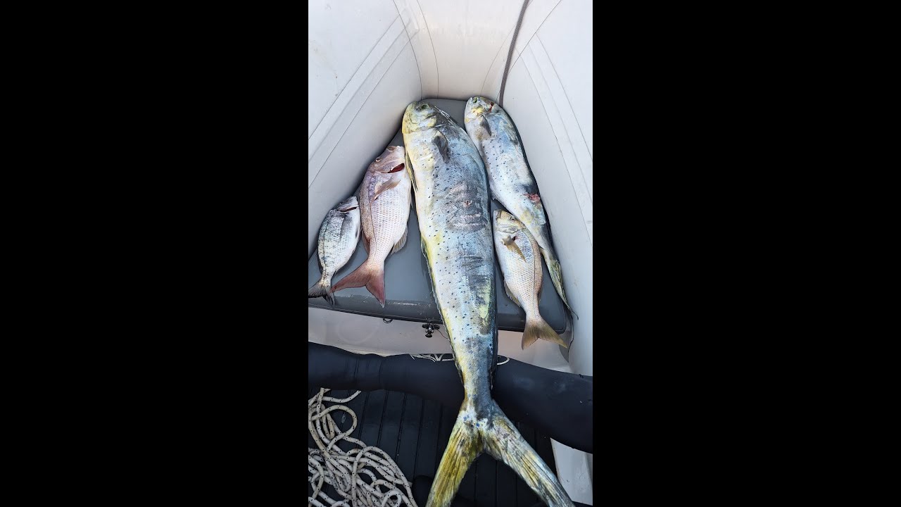 🤿🐟 Ο ΓΙΓΑΝΤΑΣ ΤΗΣ ΕΠΙΦΑΝΕΙΑΣ ΚΑΙ Η ΒΑΣΙΛΙΣΣΑ ΤΟΥ ΒΥΘΟΥ 🐟🤿 Shallow ...