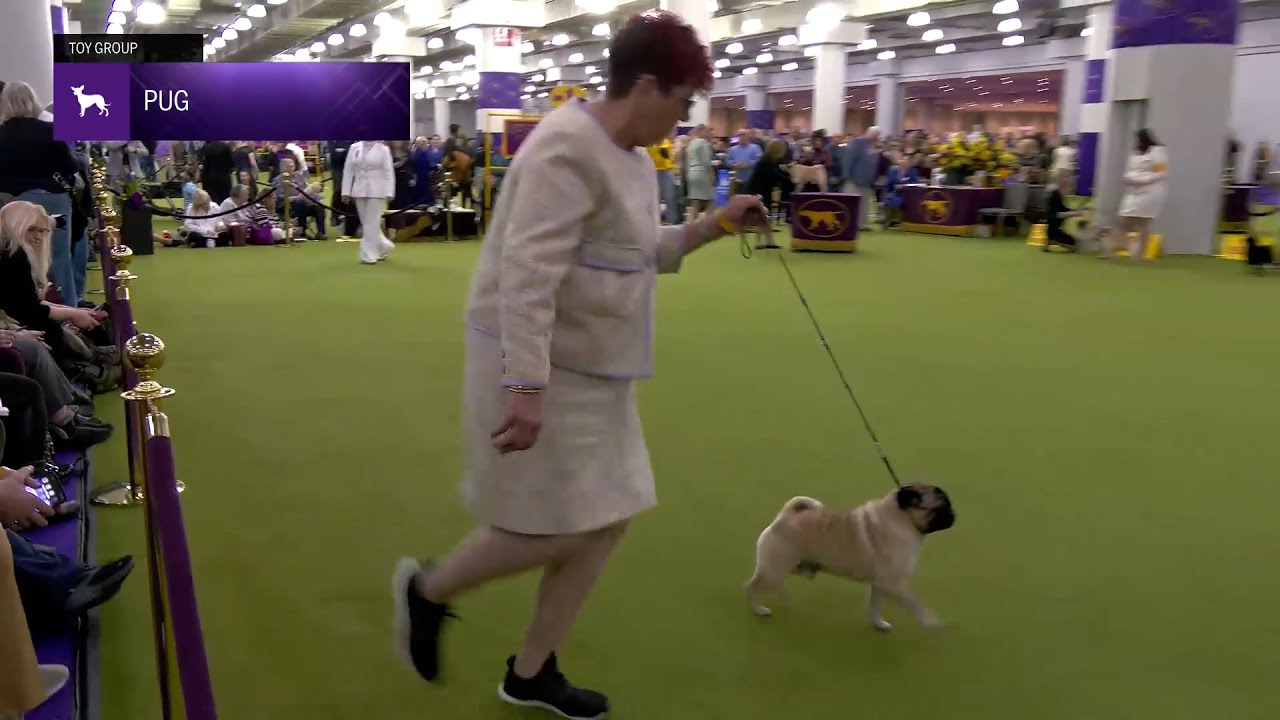 Pugs | Breed Judging 2025 - YouTube