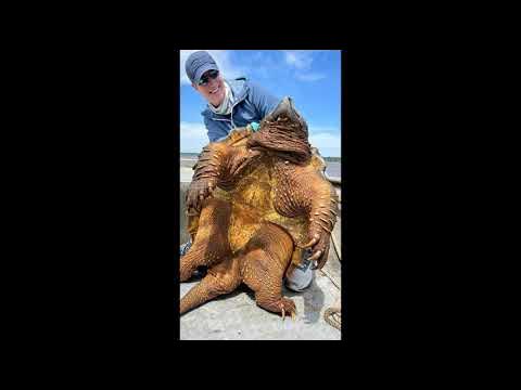 Fisherman hooks prehistoric 200-pound alligator snapping turtle before ...