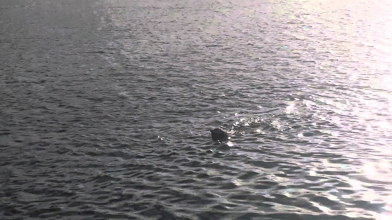 Dog jumping off pier in Howth. - YouTube