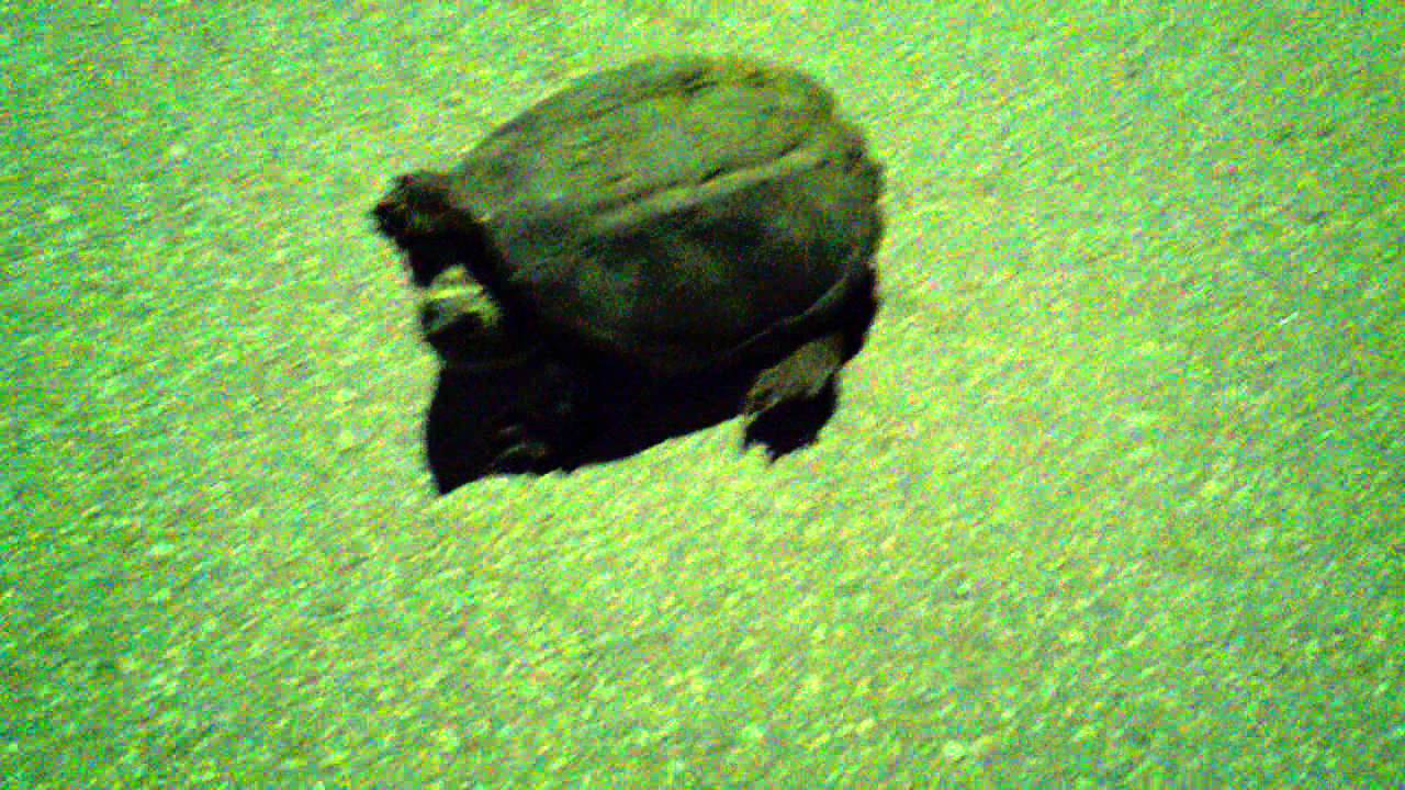 A sweet snapping turtle in need of rescue - YouTube