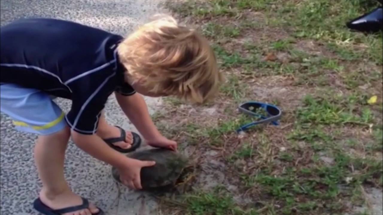 =Kid Picking Up Turtle Gets A Surprise - YouTube