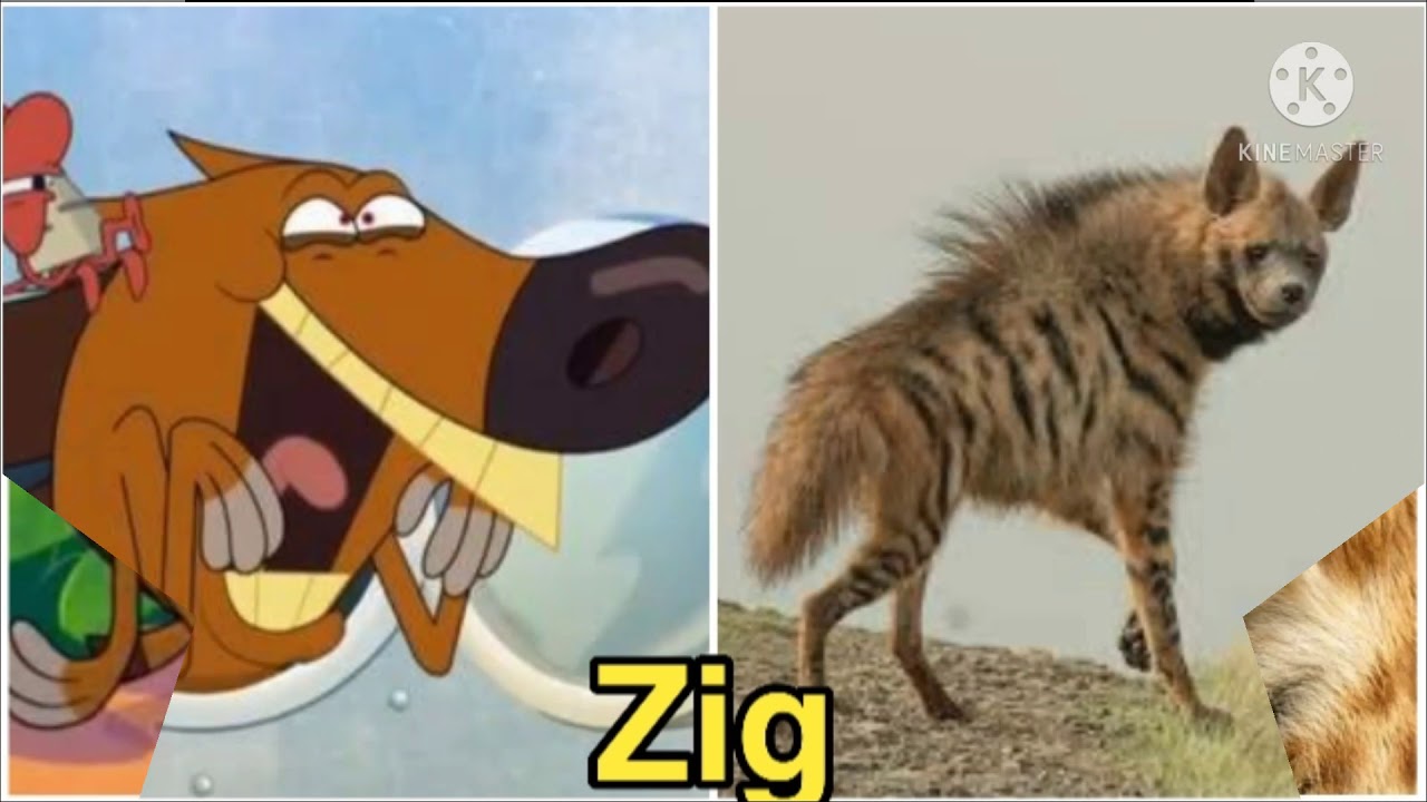 Zig and Sharko in real life 🐚 - YouTube