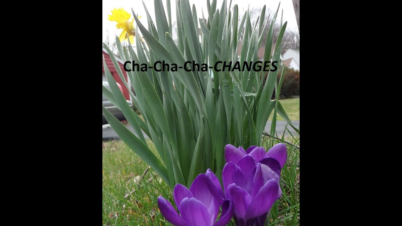 Cha-Cha-Cha-Changes - YouTube