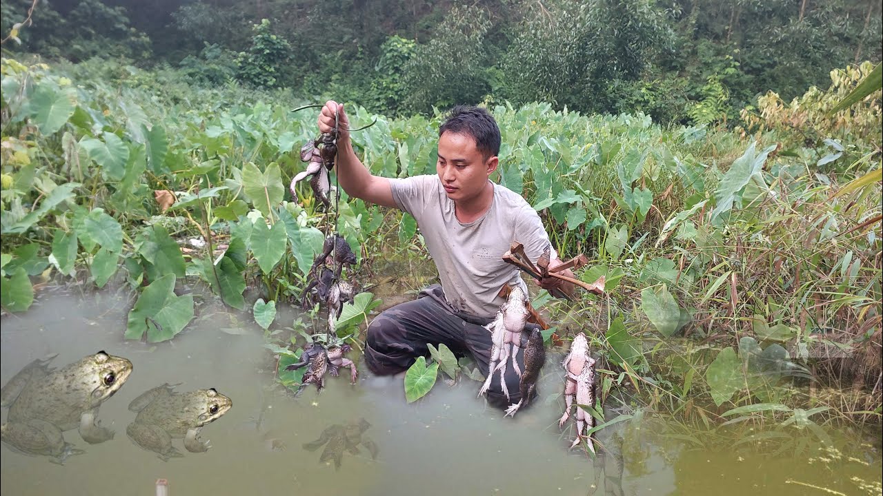 Set bait traps in the swamp. Big frog harvest - 365 days alone in the ...
