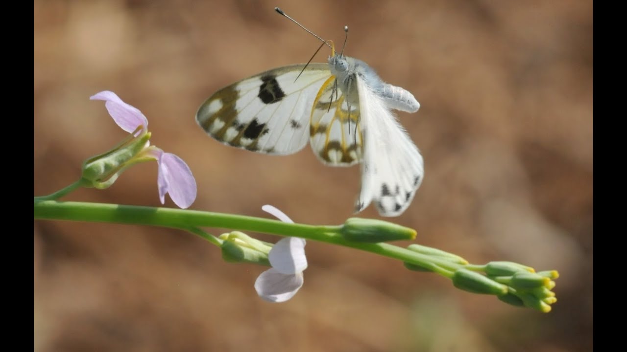 DNHG Lecture : A close look at some rare UAE Butterflies by Khalid ...