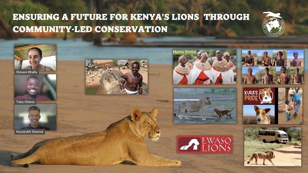 Ensuring a future for Kenya’s lions & other large carnivores through ...