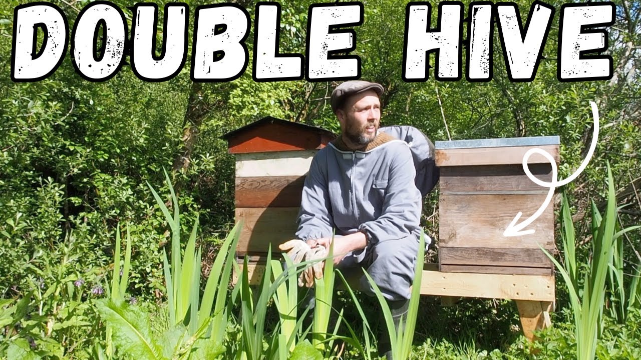 Bees on the Homestead! (DIY Double Hive Stand, ) - YouTube