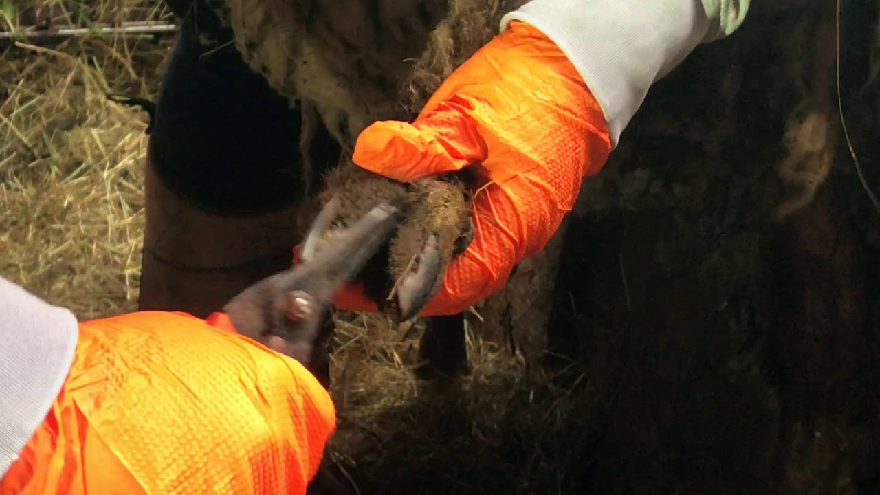 Sheep Hoof Trimming Tutorial - YouTube