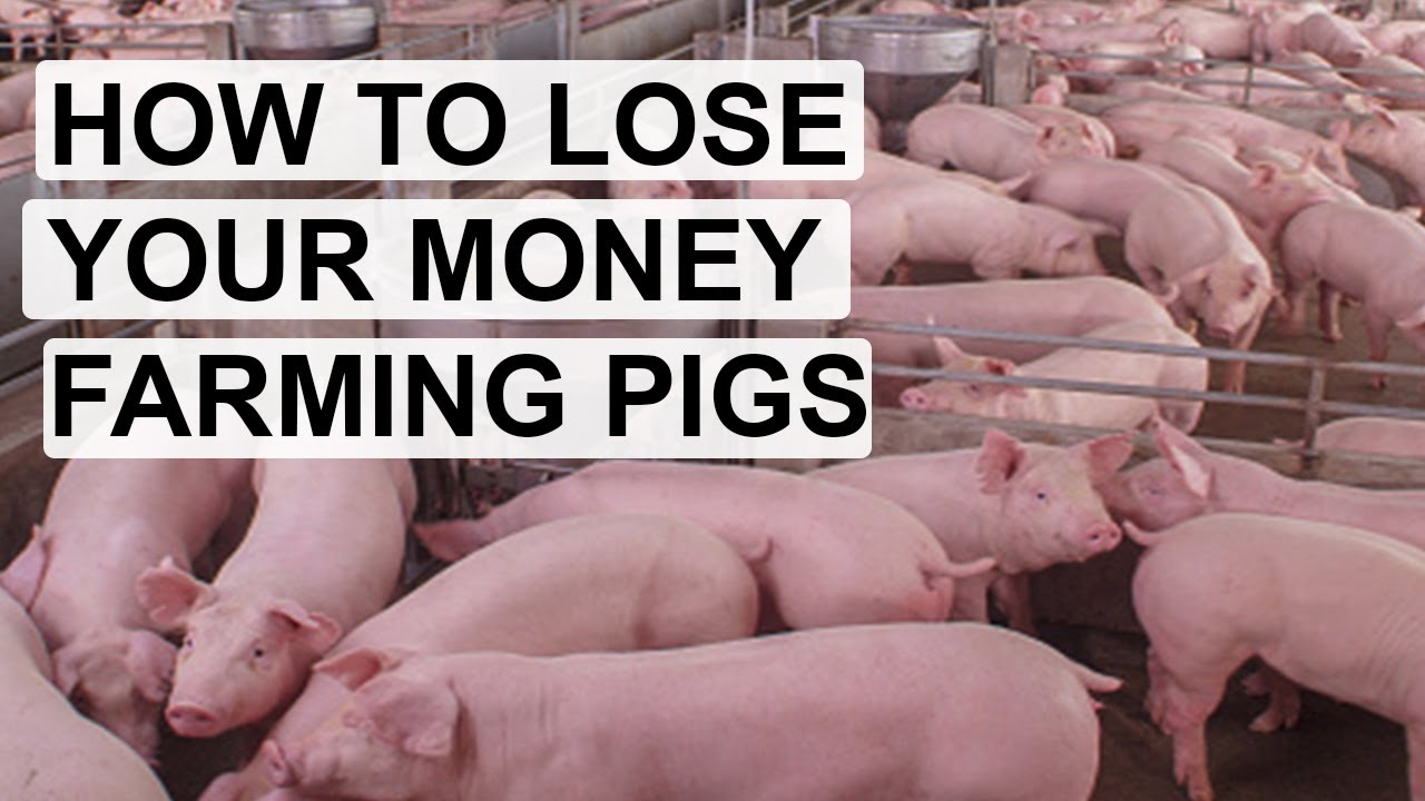 6 Surprising Reasons Why Pig Farmers Fail In Business (This Is How To ...