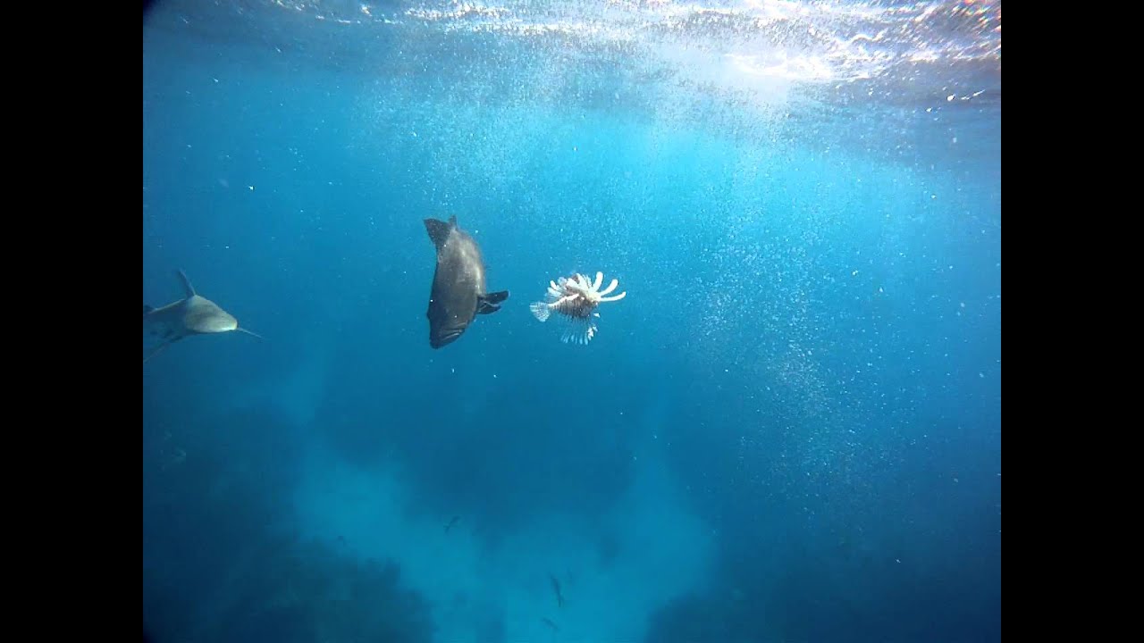Spearing Lionfish Shark Attack - YouTube