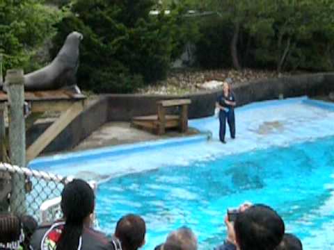 AW, Rahil: Rahil clapping to sea lion performance at NYS Aquarium (11 ...