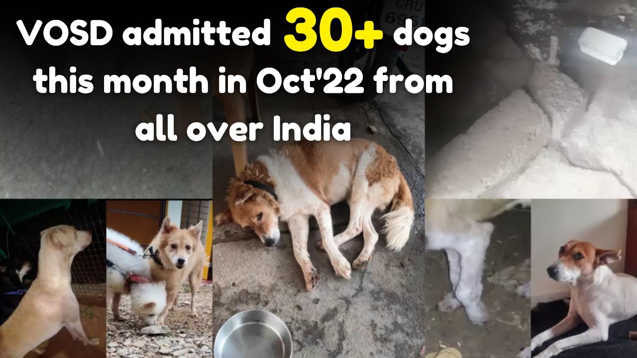 VOSD admitted 30+ dogs in Oct'22 from all over India! - YouTube