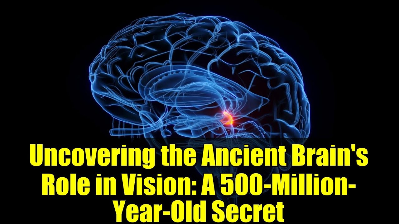Uncovering the Ancient Brain's Role in Vision: A 500-Million-Year-Old ...