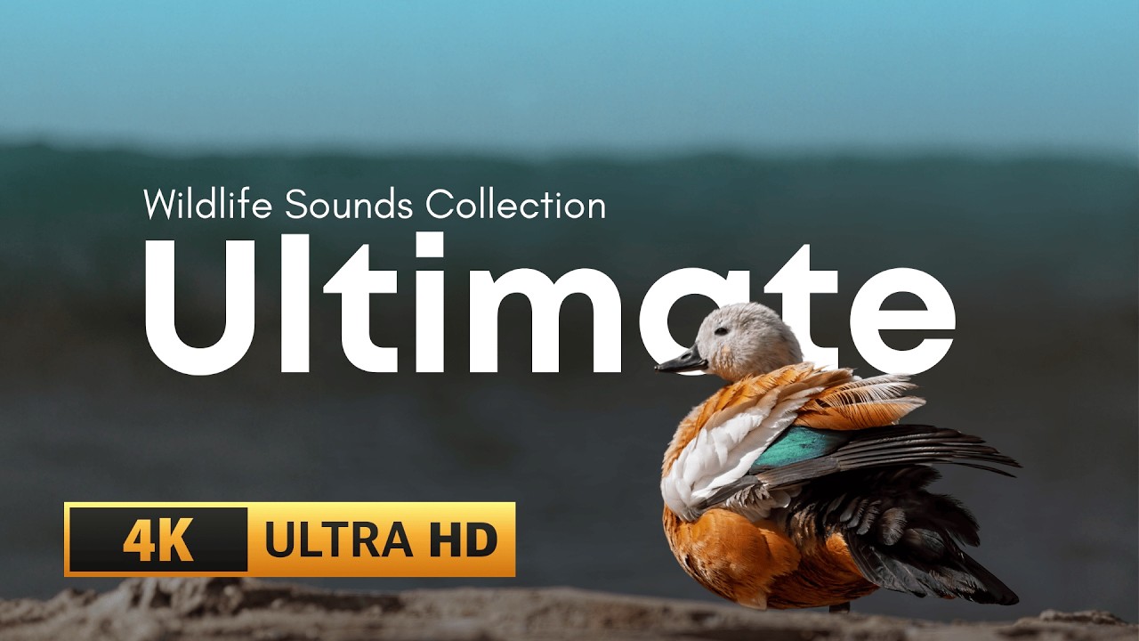 Ultimate Animal Sounds Compilation | Wild Animals of the World - YouTube