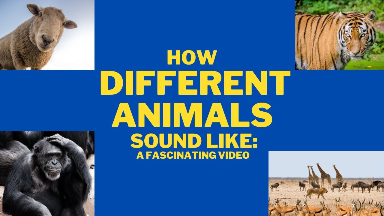 How Different Animals Sound Like: Alligator, puma, Rhinoceros, vultures ...
