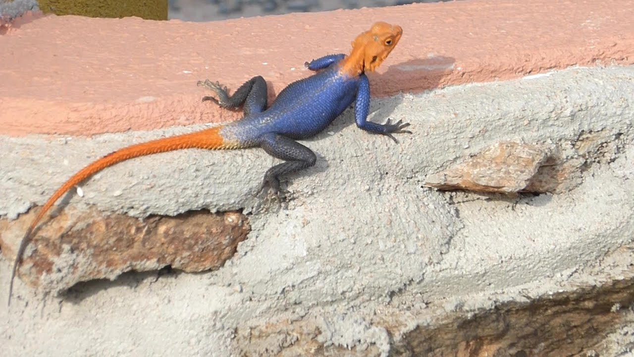 Namibian rock agana lizard (Agana planiceps) - YouTube