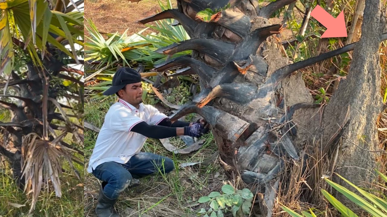 Secrets OFF Skinning Palm Tree After Flooding Season - YouTube
