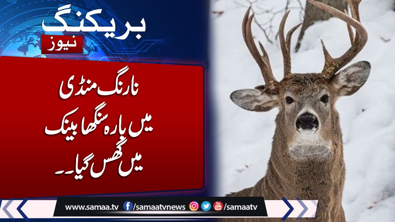 Indian stag crosses border into Pakistan, enters bank | Samaa TV - YouTube