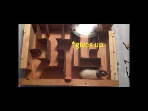 rat maze - YouTube