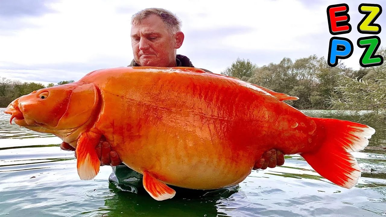 r/Natureisf**inglit · real big fish - YouTube