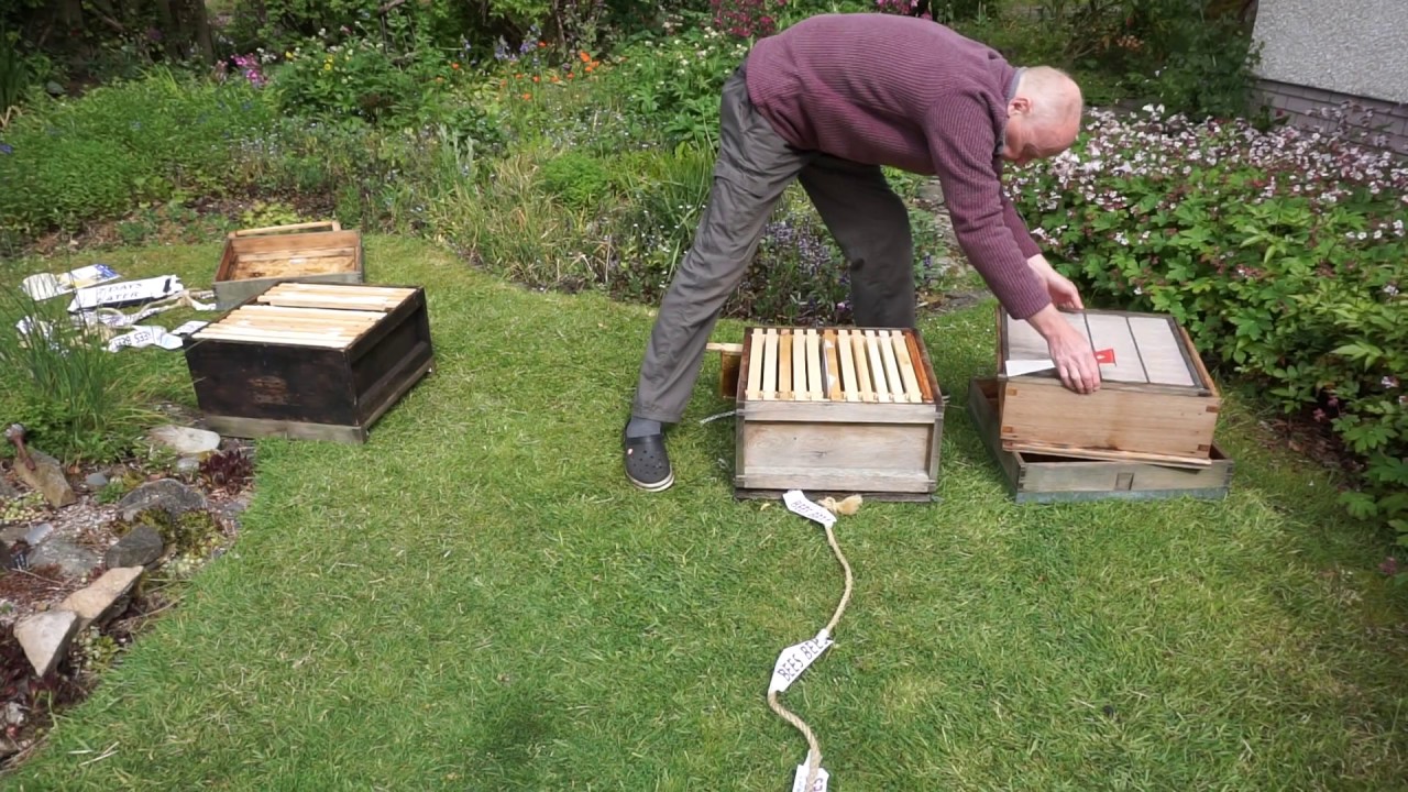 Swarm control - without finding the queen - YouTube