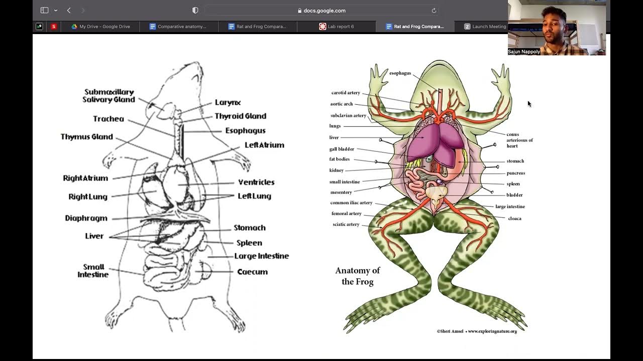 Frog and Rat Dissection Differences - YouTube
