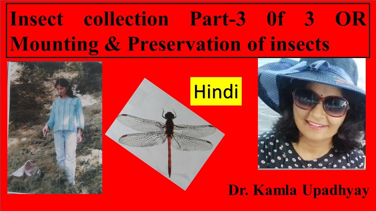 #Insect collection Part-3 of 3 # Mounting #Preservation of insects # ...