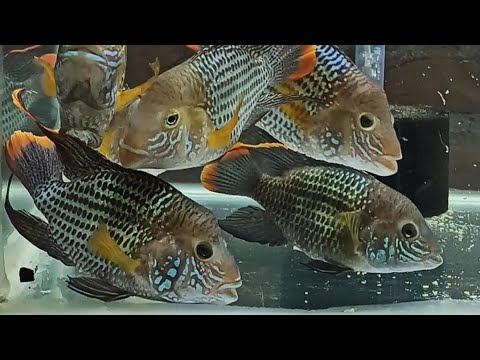 Green terror tank mates friends - YouTube