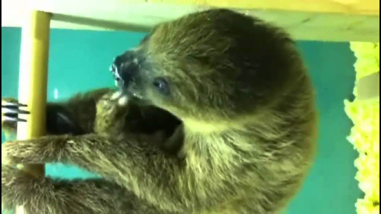 new baby sloth gets his first meal - YouTube