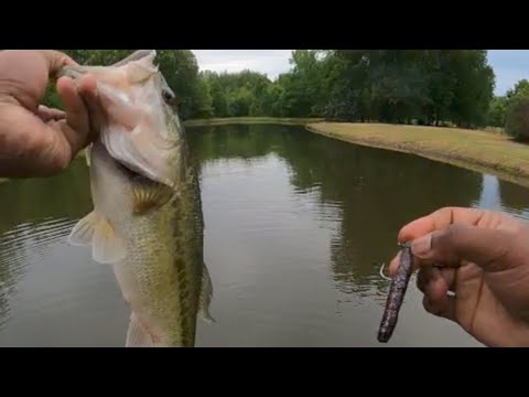 Fishing The Ned Rig | Googan Rattlin Ned #fishing - YouTube
