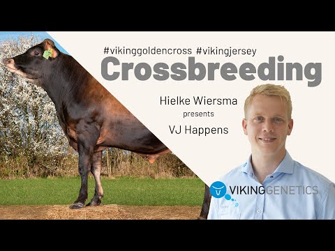 Crossbreeding with VikingJersey – VJ Happens
