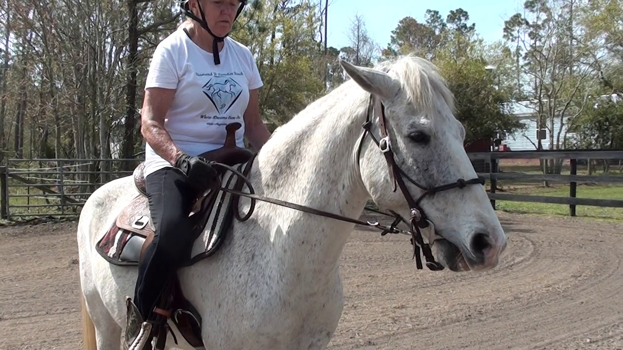 Real Life Training Practicing rein back - YouTube