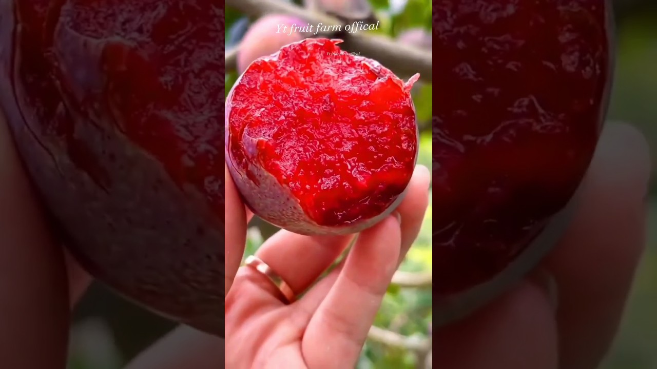 Amazing Fruits Amazing Amazing Fruit Cutting Amazing Facts About Amazing Fruits Amazing Amazing Fruit Cutting Amazing Facts About