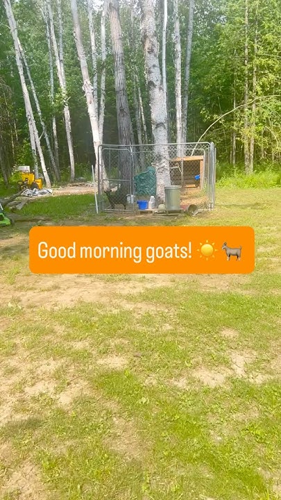 Good Morning Goats 🐐 ☀️ #camping #farmanimals #farmlife #goats #offgrid - YouTube