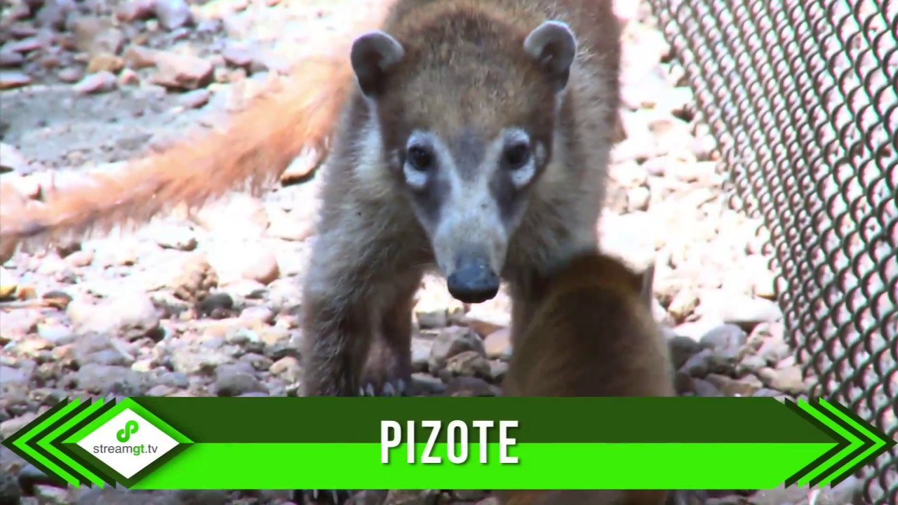 Pizote (Coatí) - YouTube