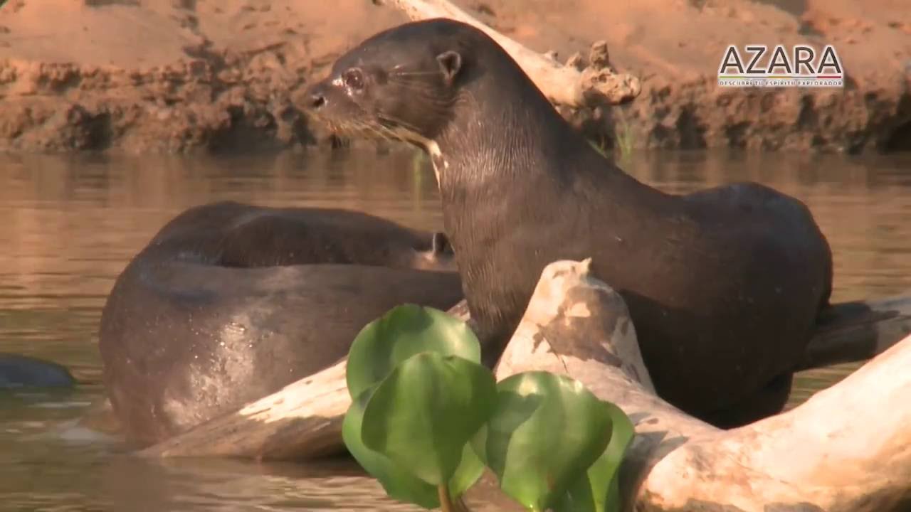 Fauna neotropical - Lobo gargantilla - YouTube