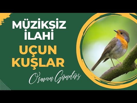 Uçun Kuşlar - Osman Gündüz - Müziksiz İlahi #müziksizilahiler #engüzelilahiler