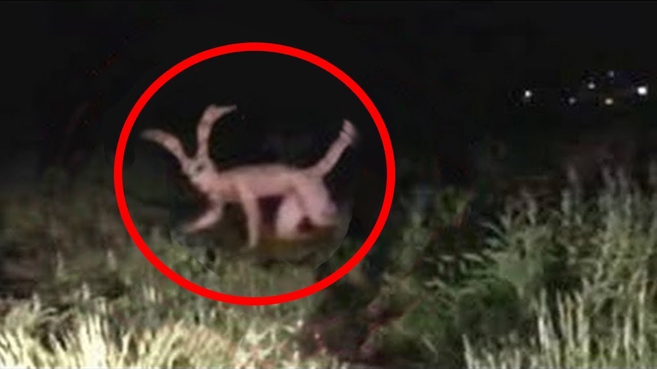 Chupacabra Reall Life.Human Caught Chupacabra - YouTube
