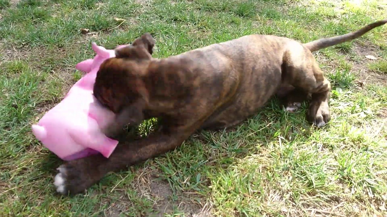 Boxer puppy Sammie the pig slayer and Rex the bird slayer! - YouTube