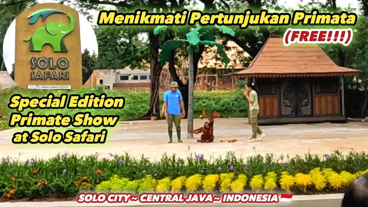 Menikmati Pertunjukan Primata (Primate Show) di Solo Safari - Obyek ...