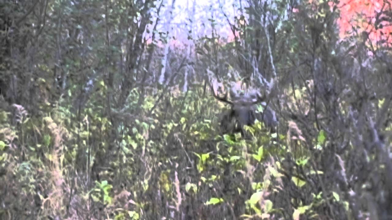 Charging Moose! 10 Foot Shot On A Canada Moose Charging A Hunter - YouTube