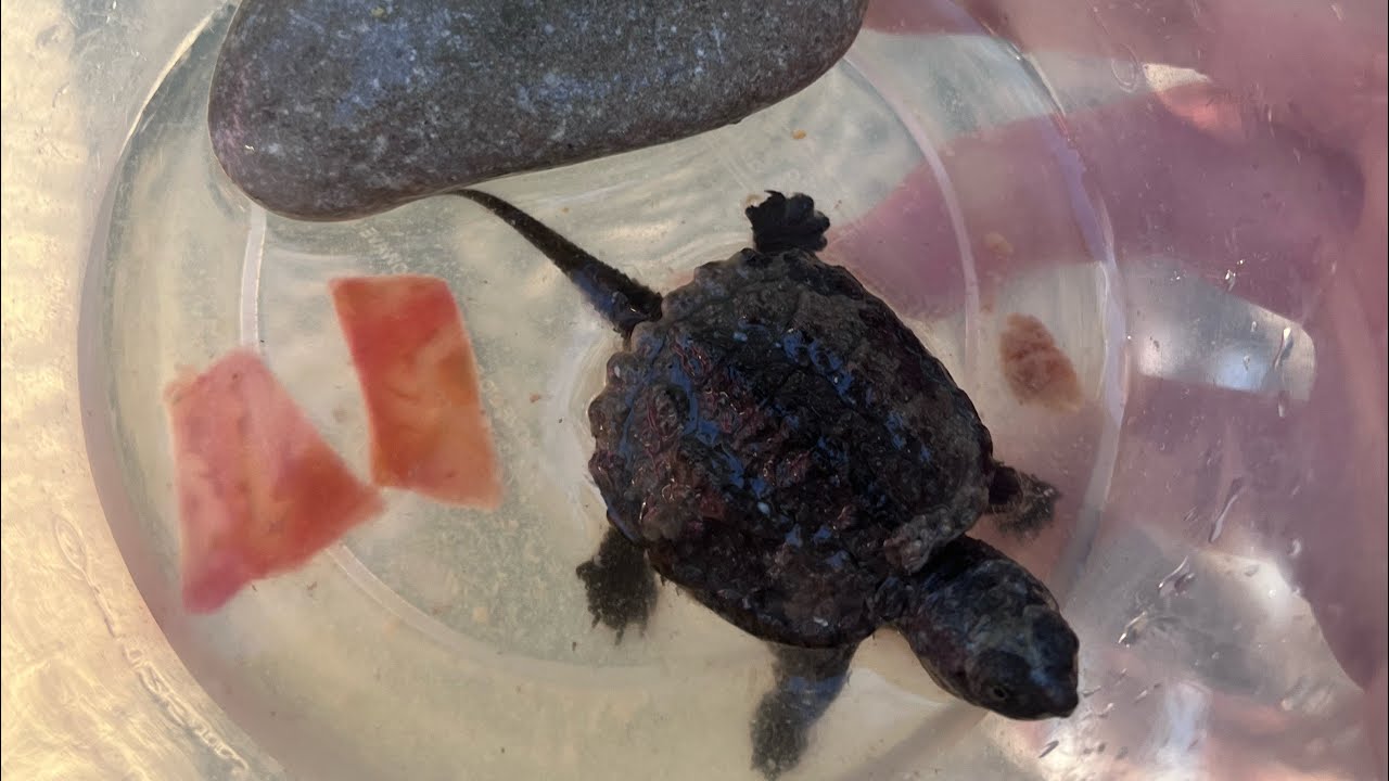 BABY SNAPPING TURTLE IN INDIANA (Animal Andrus ep. 4) - YouTube