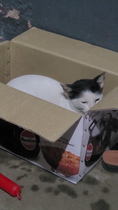 Meow Catcomedy Youtube
