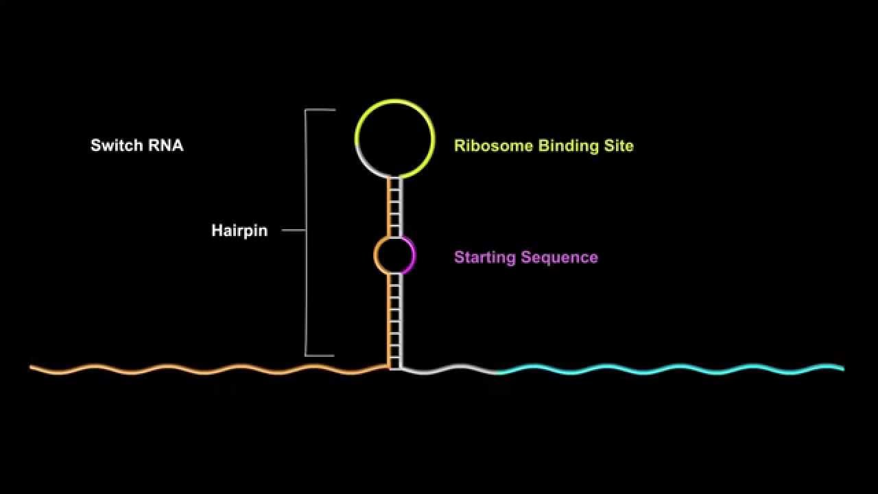 Mechanism of the Toehold Switch - YouTube