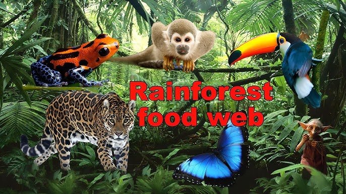 Tropical Rainforest Food Web